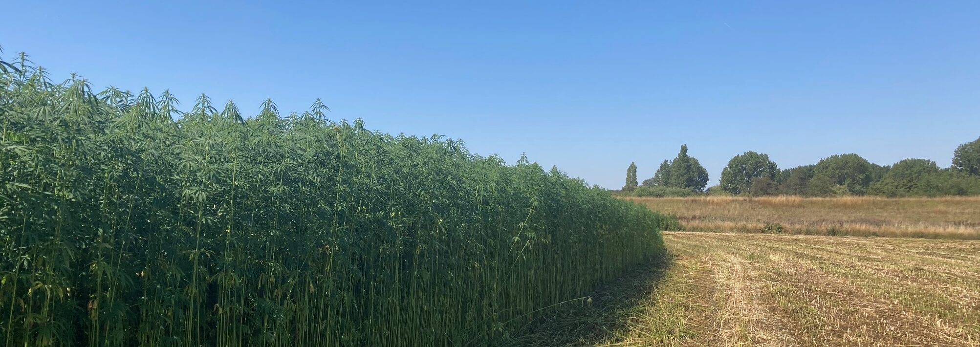 Horticulture - Edward Clay & Son